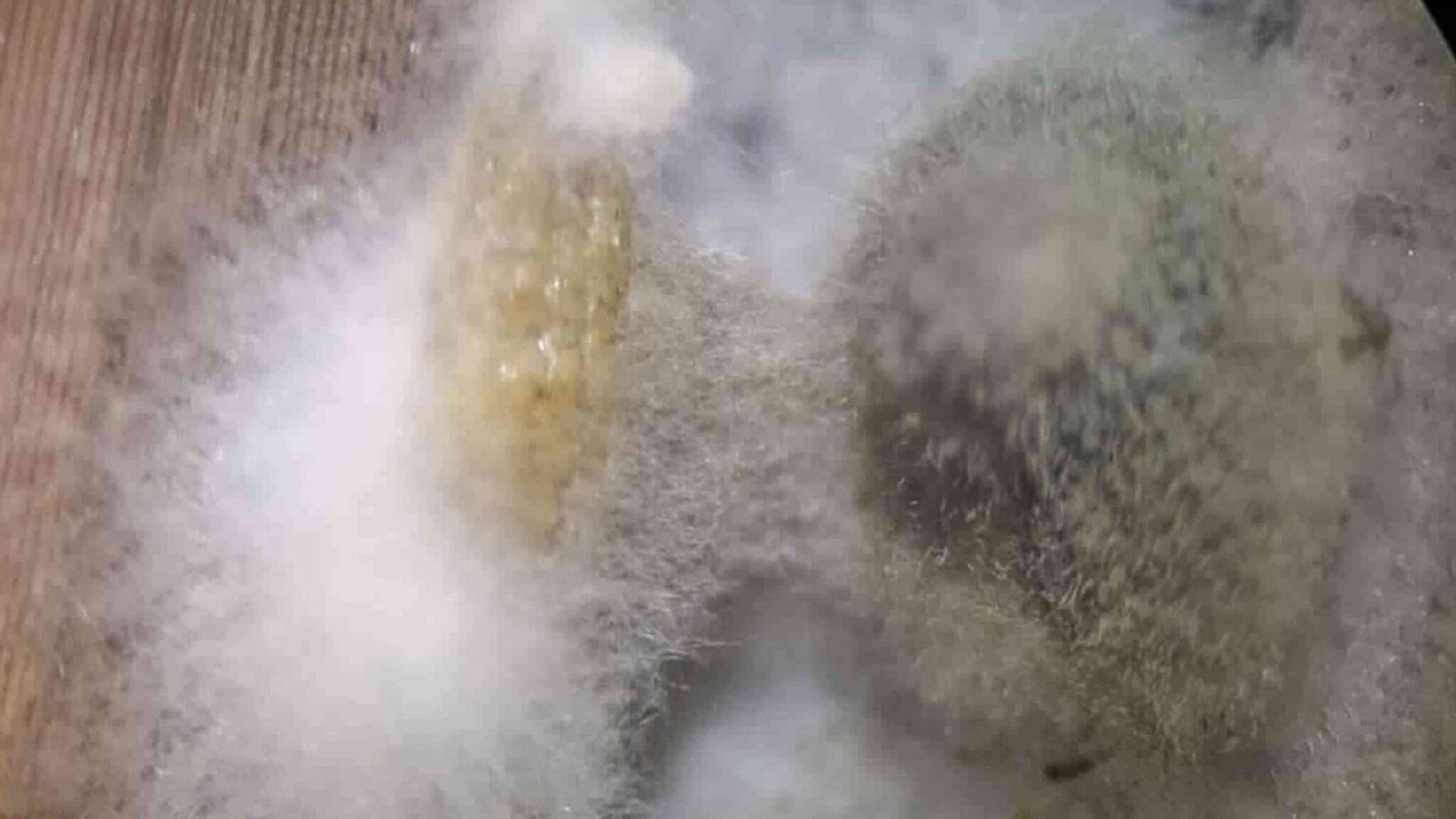 Pest infestation’s damage in Negros Occ. sugar farms hits P350M