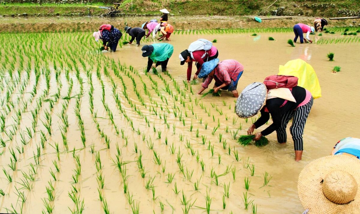 Rice farmers to get P7,000 aid in 2026