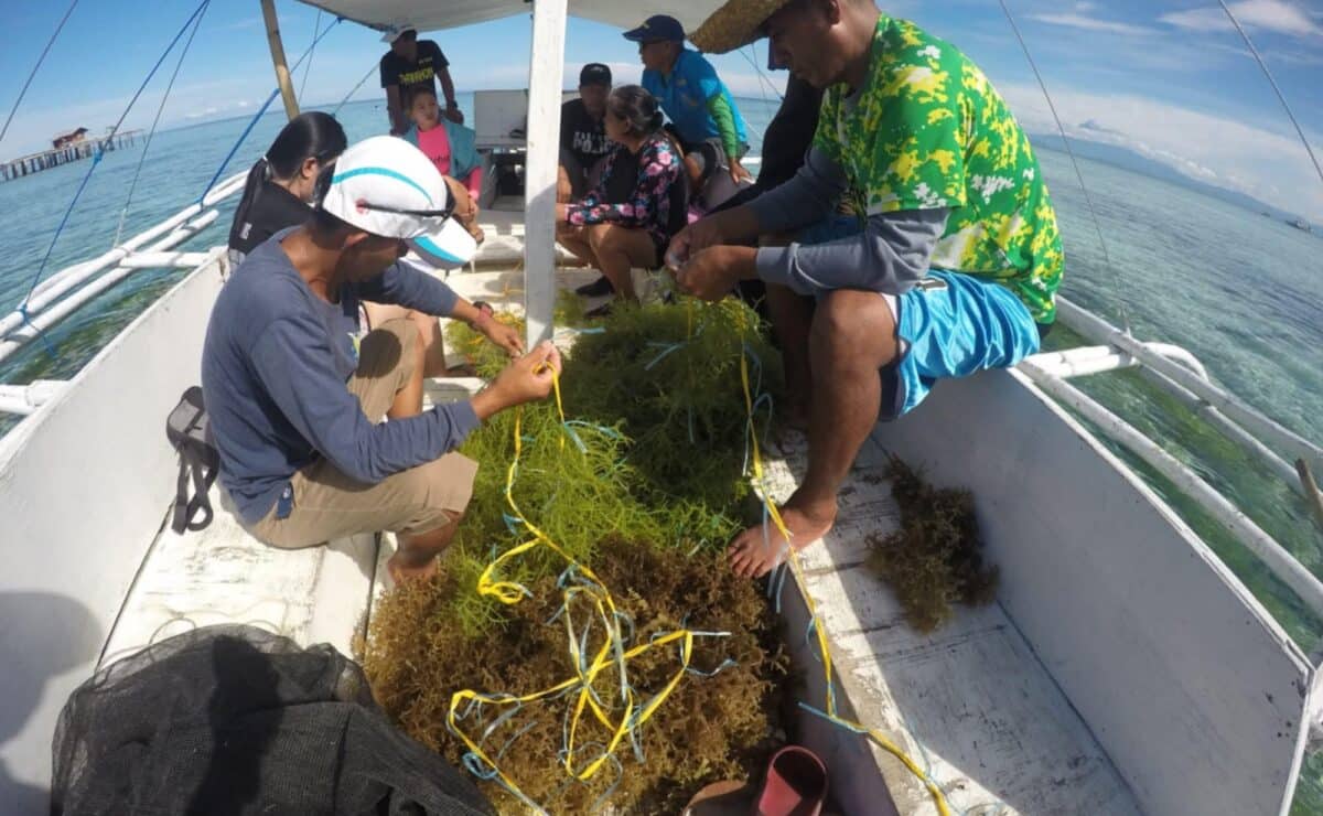 Leyte rolls out science-driven revival of seaweed industry