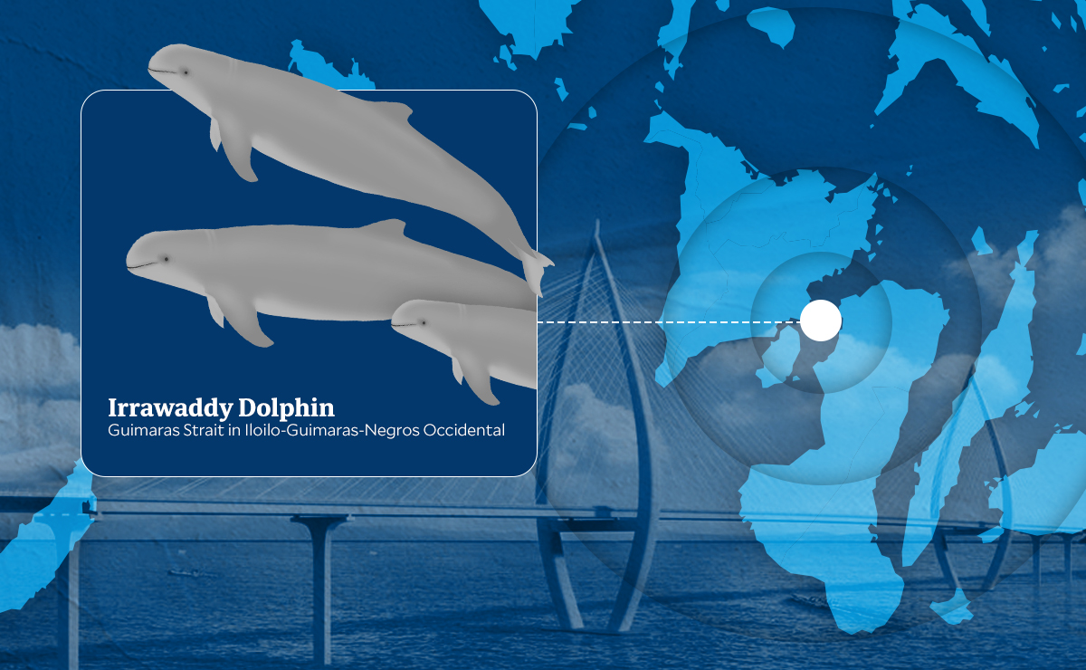 Bridge to Extinction: Panay-Guimaras-Negros project tagged as threat