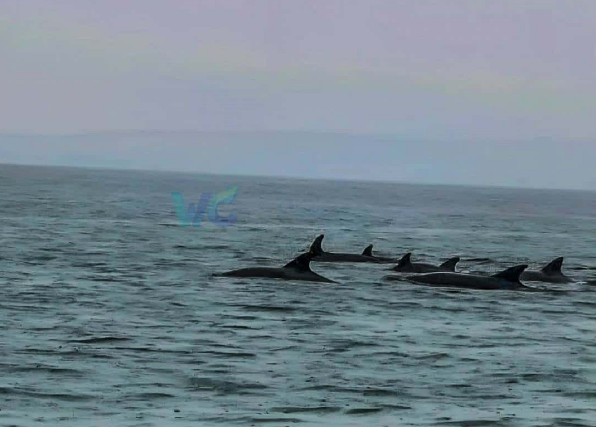 Pod of dolphins thrills fishermen, residents in Eastern Samar