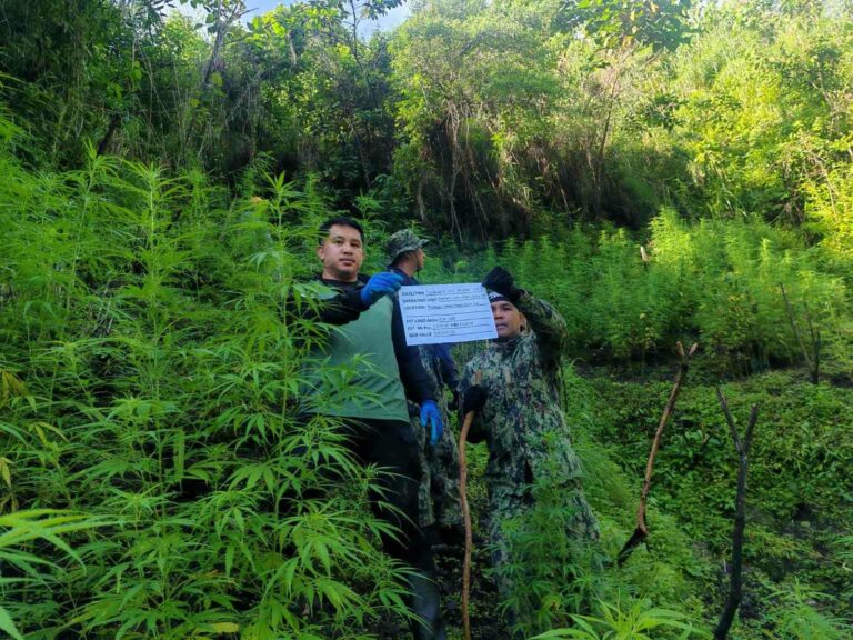 Marijuana field uncovered in remote village in Sugpon, Ilocos Norte