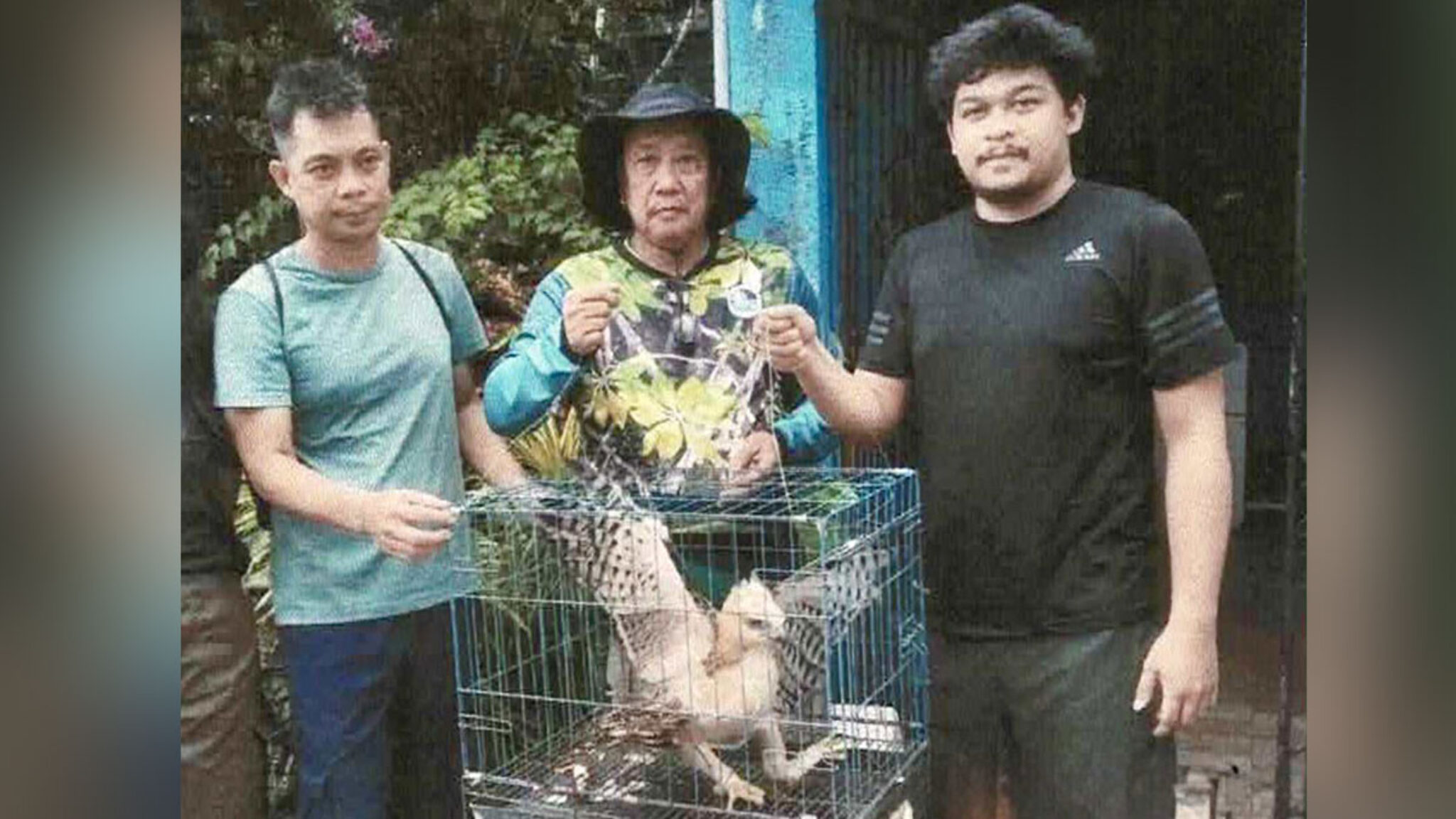 Philippine hawk-eagle rescued in Sorsogon