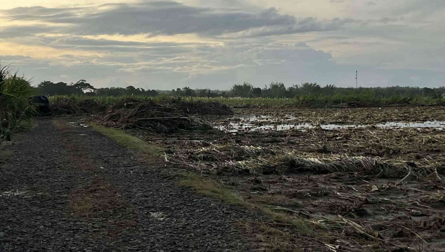 ‘Tino’ causes P1.2B in sugar loss, affects 16K farmers