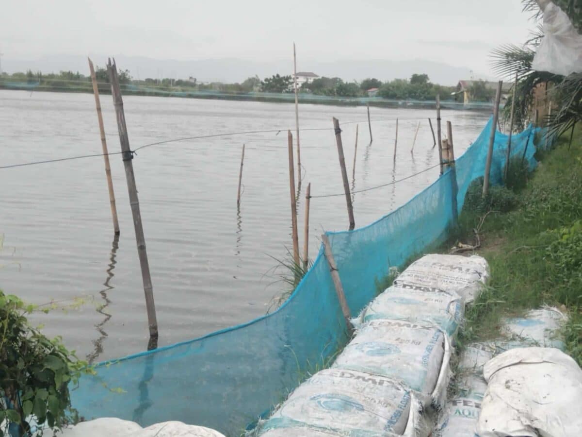 Pangasinan bangus growers fortify ponds as Uwan approaches