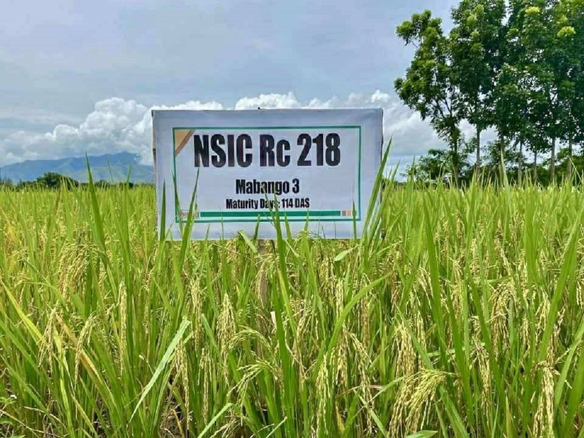 PH’s Dinorado rice named 2nd best worldwide –DA