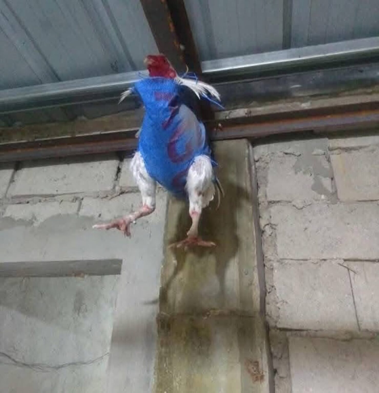 Hanging for dear life: Net-bagged Capiz chickens survive Tino's fury