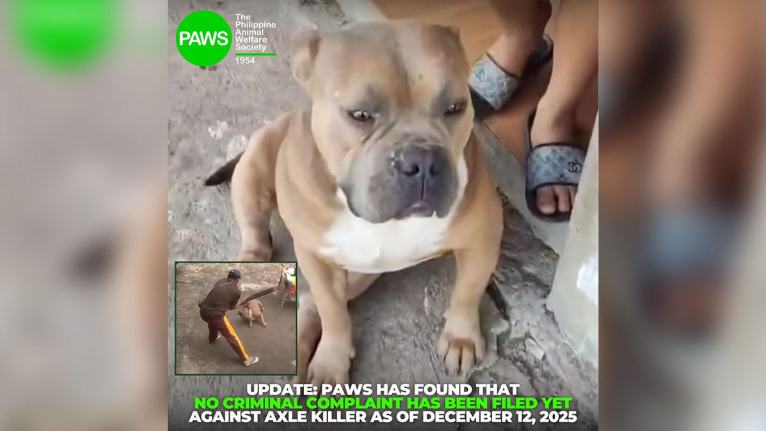 PAWS: Still no case filed against killer of dog named Axle