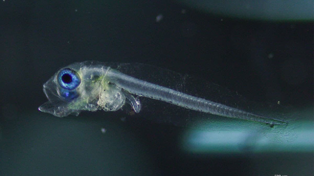 PH scientists breed mackerel tuna in captivity in Iloilo
