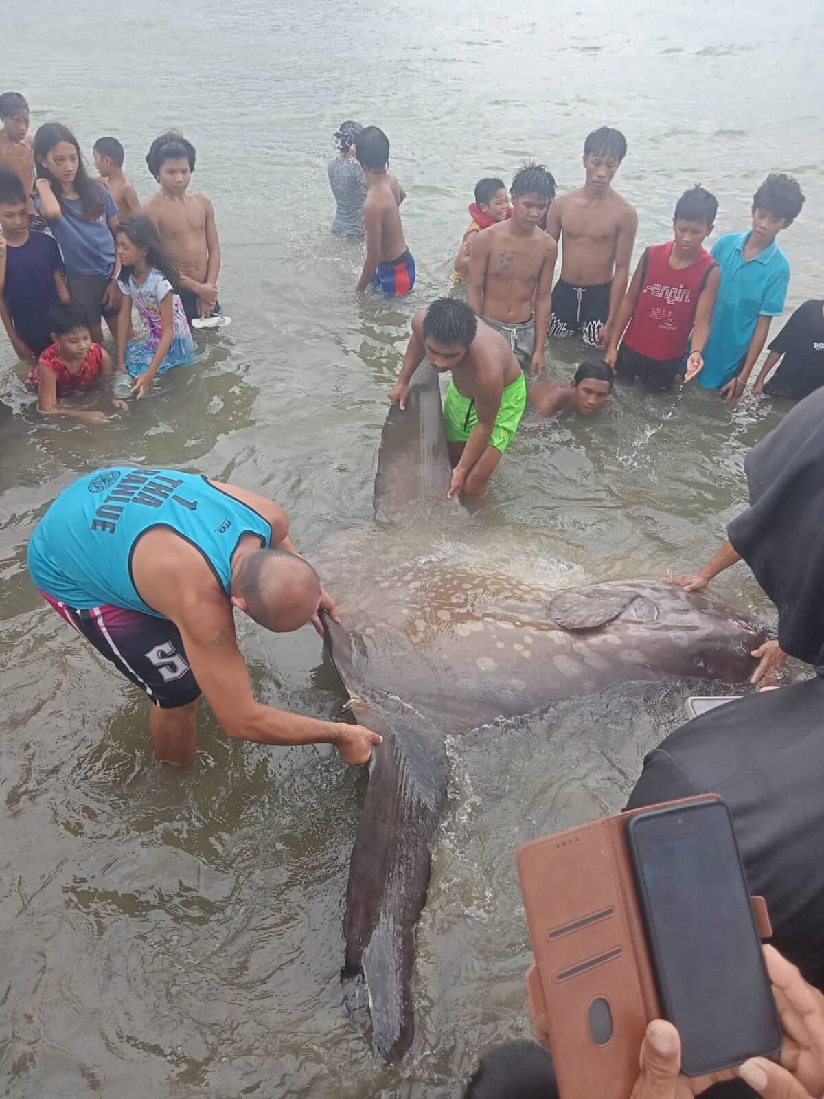 Dead sunfish found in Iloilo as cop admits to firing shots