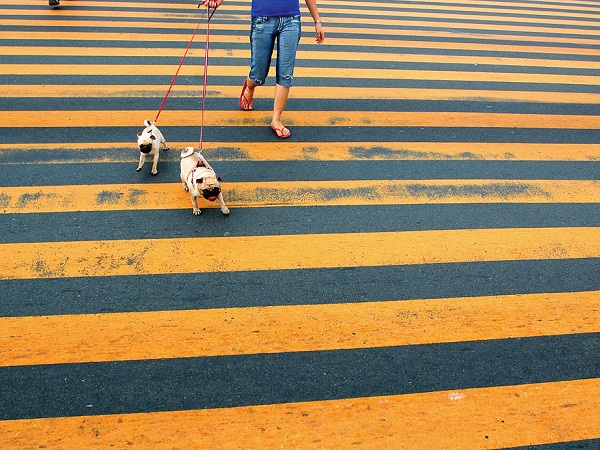 Stop at ‘zebra lanes’ or else … | Inquirer News