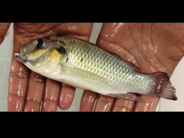 ‘Gloria’ an abomination in Bataan fishponds | Inquirer News