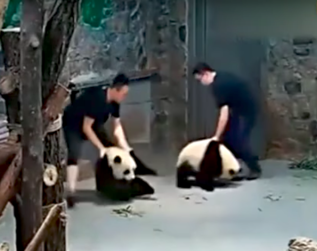 WATCH: Chinese animal handlers under fire for 'mistreating' panda cubs ...