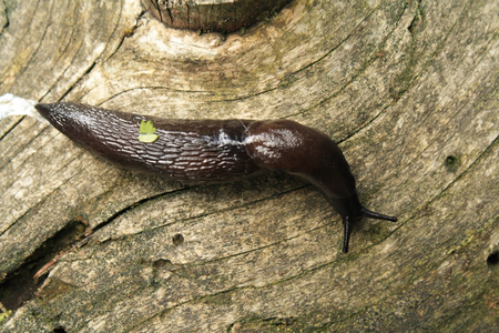 Man paralyzed for 8 years after eating slug from a dare dies at 29 ...