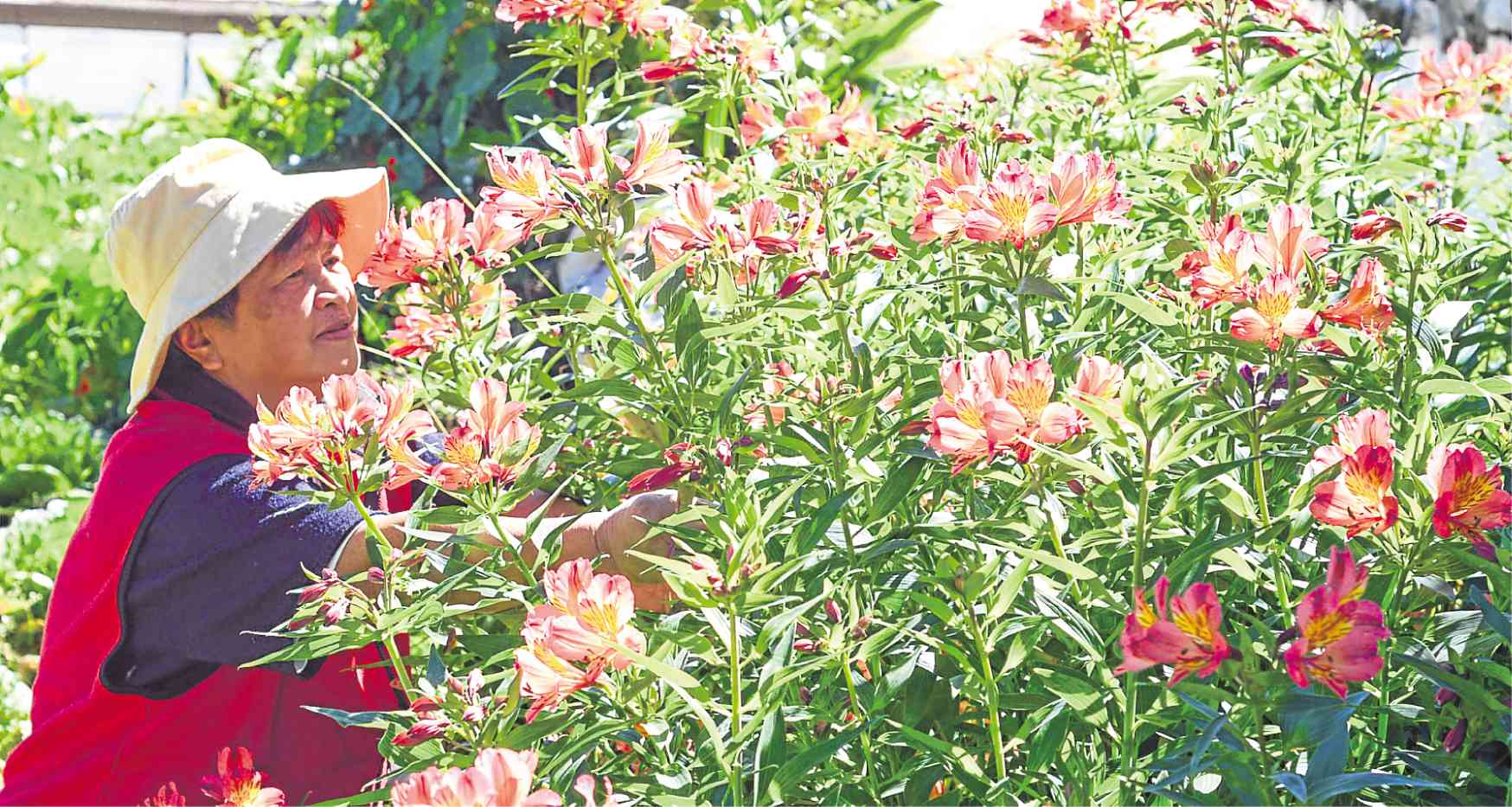 Ode to flowers: In Benguet, flowers make Atok men bloom | Inquirer News